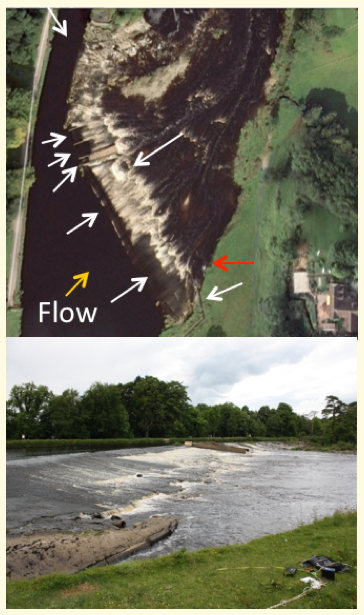 Atlantic salmon's river migration and in-stream barriers